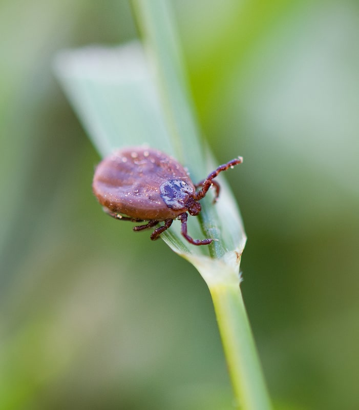 Comment identifier une tique à pattes rayées ? - Kenavo