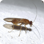 Comment repérer et éliminer une infestation de psoques